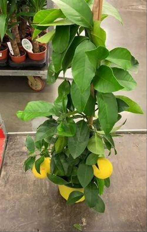 Лимонное дерево Лимон Пирамида Н 65-70 см