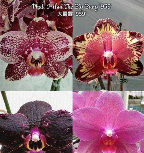 Орхидея фаленопсис I-Hsin The Big Bang 959