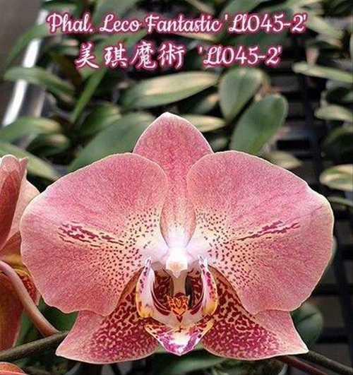 Орхидея Фаленопсис Leco Fantastic