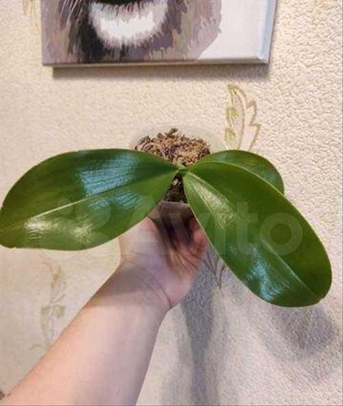 Орхидея Phalaenopsis tetraspis