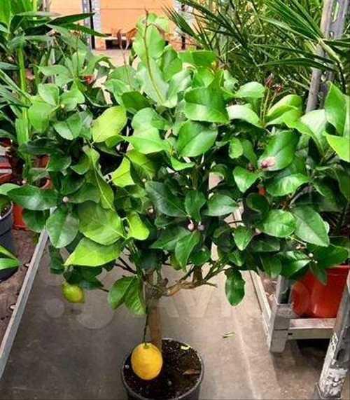 Лимонное дерево с плодами(Citrus limon) Н-70 см