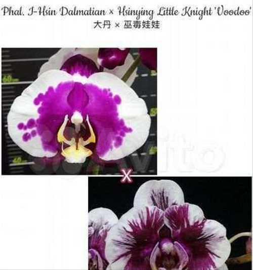 Орхидея Phal. I-Hsin Dalmatian x Hsinying Littleв