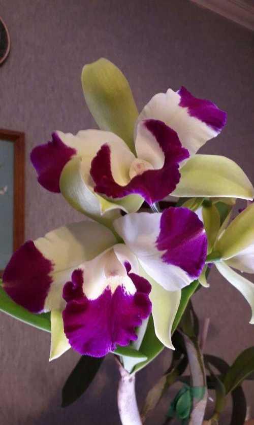 Сортовая орхидея каттлея. Цветёт. Ароматная