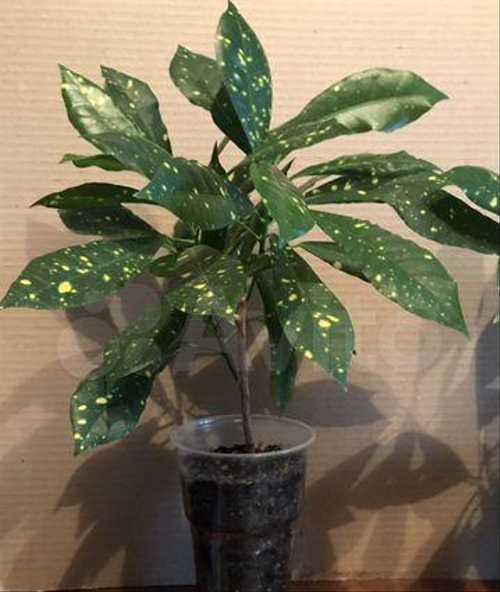 Кротон Голд