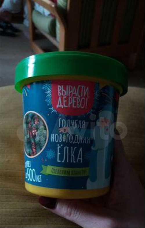Канадская ель