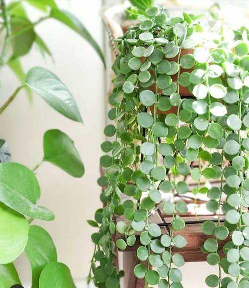 Дисхидия Нуммуляриа Dischidia nummularia