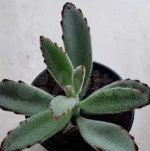 Каланхоэ войлочное kalanchoe tomentosa