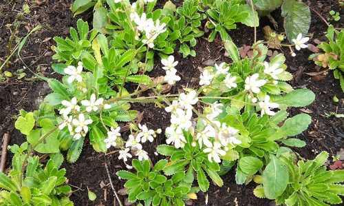 Камнеломка живучая Saxifraga aizoon