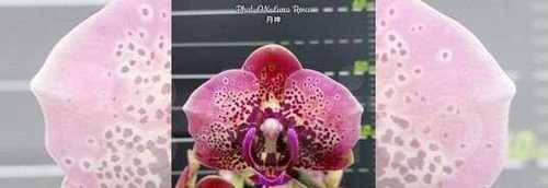 Орхидея взрослая Phal. OX Luna Rosa 2.5“ B21в нали
