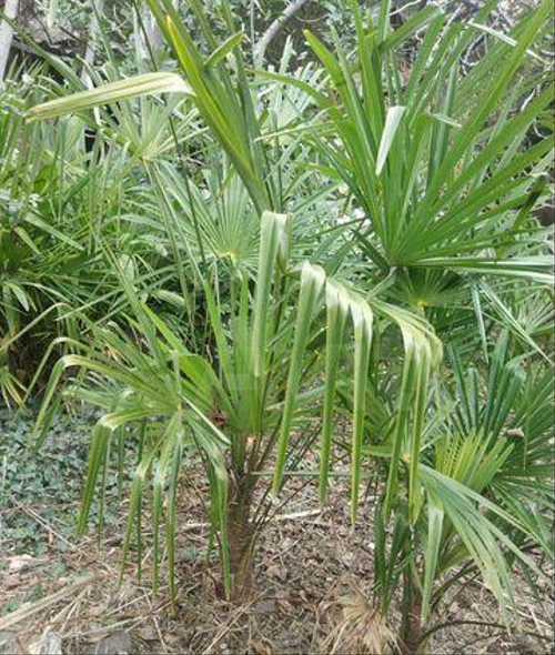Пальма Трахикарпус Форчуна (Trachycarpus fortunei)