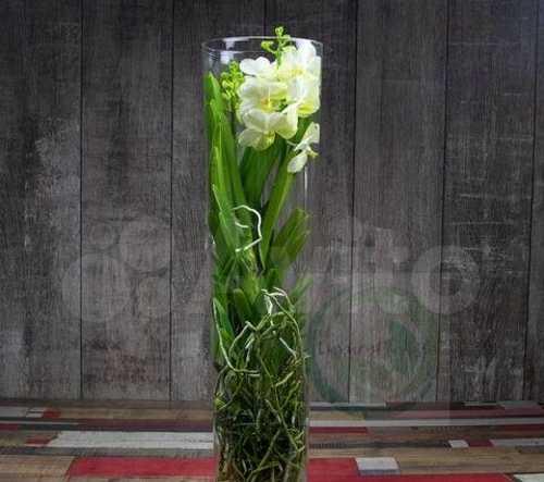 Орхидея Ванда в бокале Мишель белая