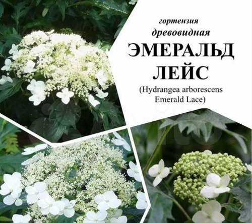 Гортензия древовидная Emerald Lace