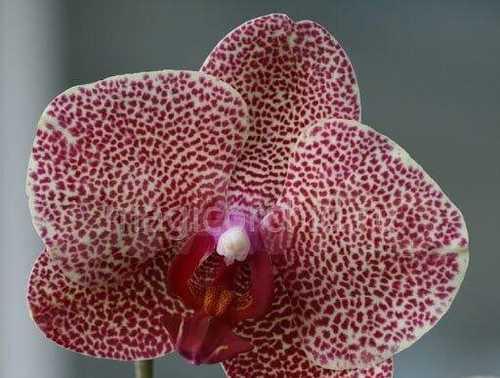 Орхидея Sesam