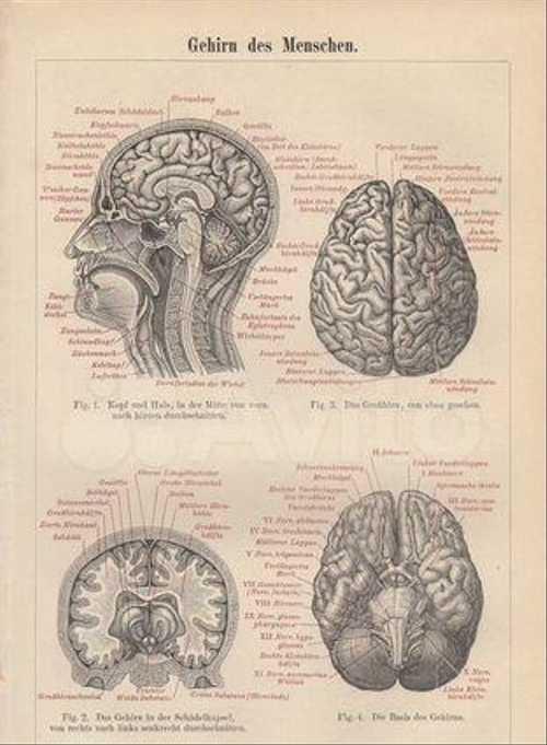 Литография. Медицина. Нервная система. Мозг