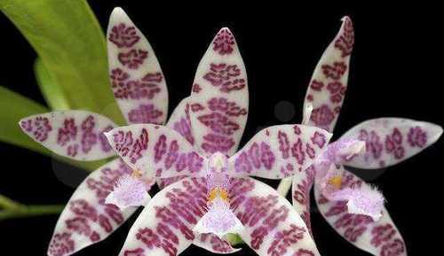 Орхидея с цветоносом Phal. hieroglyphica x sibв на