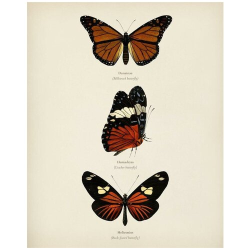 Постер / Плакат / Картина Бабочки - Трио бархатных бабочек 90х120 см в подарочном тубусе