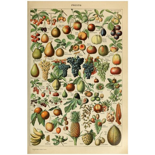 Постер / Плакат / Картина Виды фруктов 50х70 см в подарочном тубусе