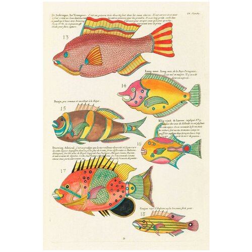 Постер / Плакат / Картина Рыбы - Оранжевые рыбы 60х90 см в раме