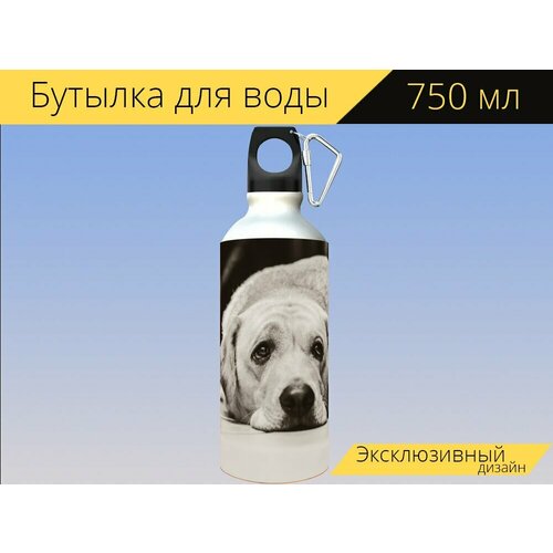 Бутылка фляга для воды "Собака, лабрадор, черный и белый" 750 мл. с карабином и принтом