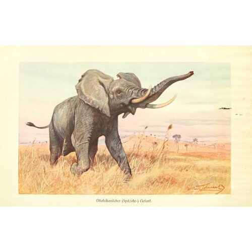 Слон, животные постер 20 на 30 см, шнур-подвес в подарок
