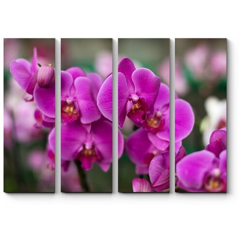Модульная картина Прекрасные и нежные орхидеи 70x53