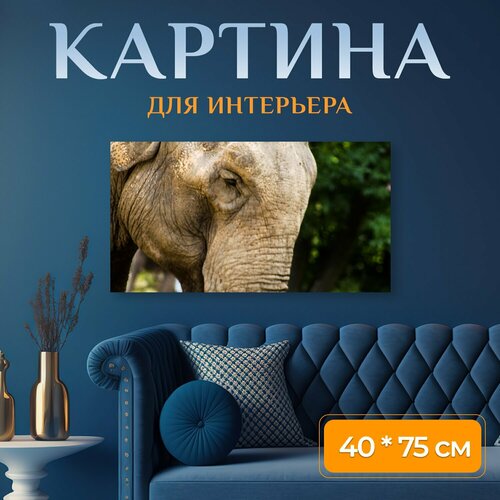 Картина на холсте "Слон, зоопарк, животные" на подрамнике 75х40 см. для интерьера