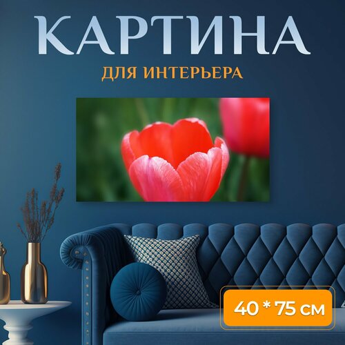 Картина на холсте "Тюльпаны, цветы, апельсин" на подрамнике 75х40 см. для интерьера