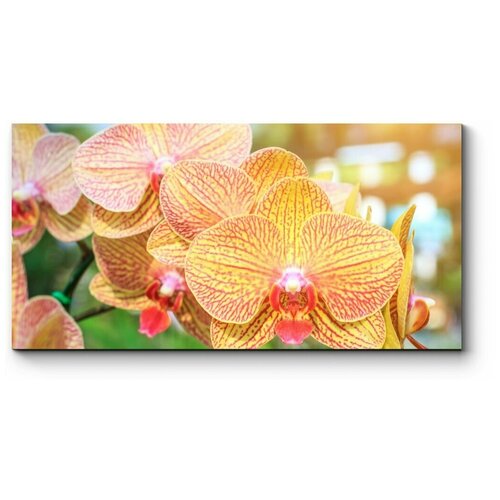 Модульная картина Тайская орхидея 50x25