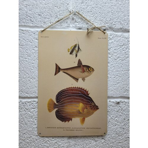 Рыбы постер 20 на 30 см, шнур-подвес в подарок