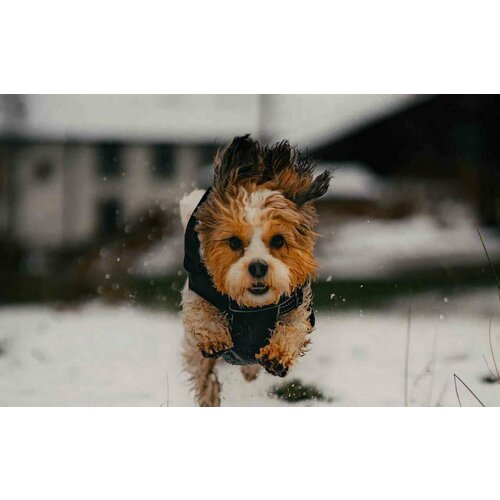 Картина на холсте 60x110 LinxOne "Собака, щенок, забавный, снег" интерьерная для дома / на стену / на кухню / с подрамником