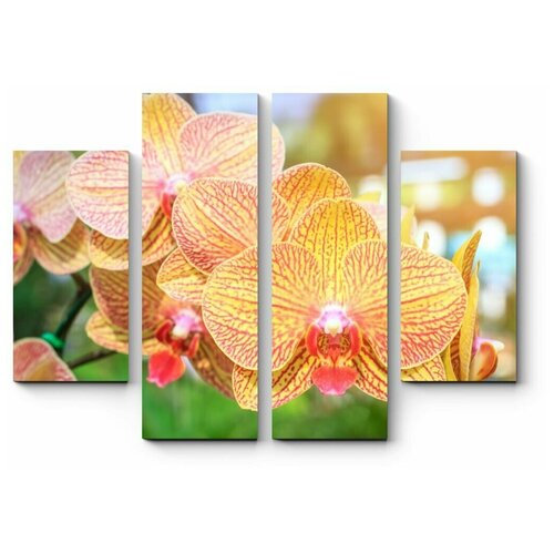 Модульная картина Тайская орхидея 90x68