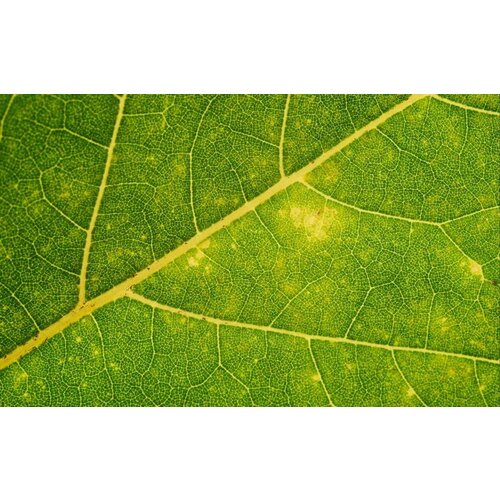 Картина на холсте 60x110 LinxOne "Лист, жилки, зеленый, макро, растение" интерьерная для дома / на стену / на кухню / с подрамником