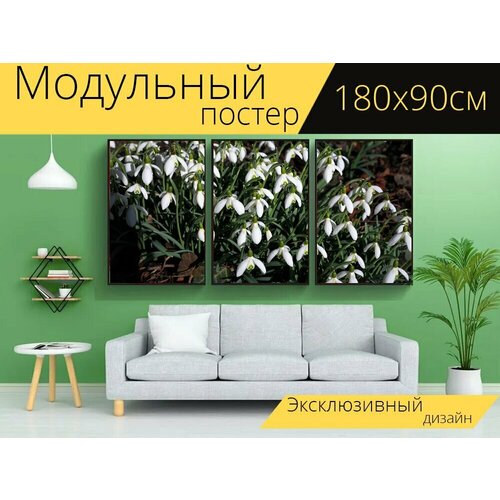Модульный постер "Подснежник, расцветает, белый" 180 x 90 см. для интерьера