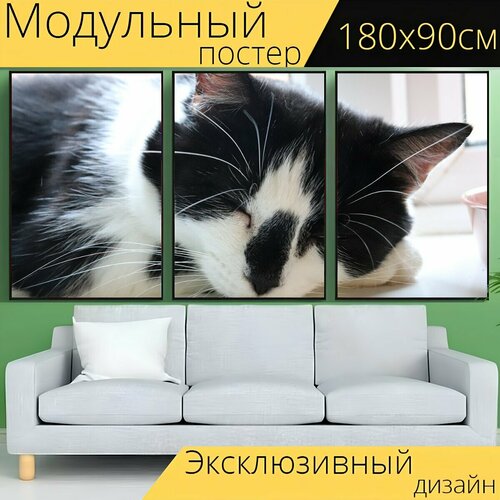 Модульный постер "Кошка, спать, домашний питомец" 180 x 90 см. для интерьера