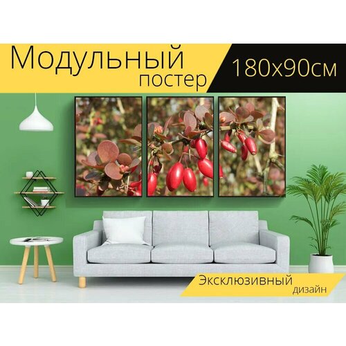 Модульный постер "Берберис, барбарис, ягода" 180 x 90 см. для интерьера