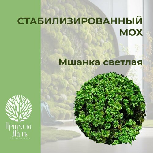 Мох стабилизированный Мшанка светлая (0,04 м2)