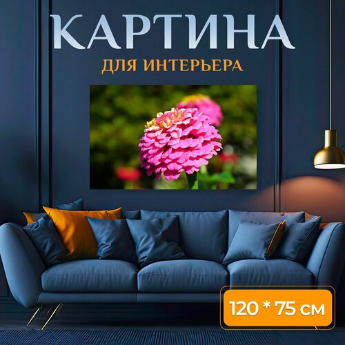 Картина на холсте "Цинния, цветы, розовый" на подрамнике 120х75 см. для интерьера