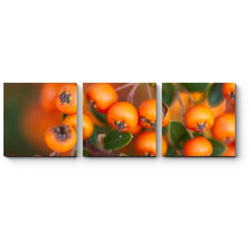Модульная картина Спелые ягоды рябины 180x60