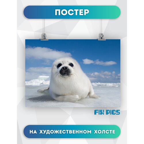Постер на холсте нерпа байкальская на снегу милые животные 30х40 см