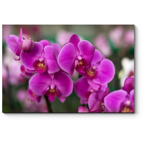 Модульная картина Прекрасные и нежные орхидеи 80x53