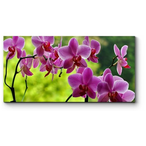 Модульная картина Неподражаемые орхидеи 130x65