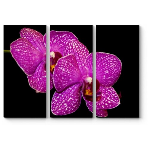 Модульная картина Тропическая орхидея 150x108