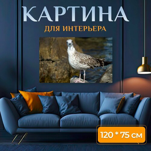 Картина на холсте "Чайка, птица, клюв" на подрамнике 120х75 см. для интерьера