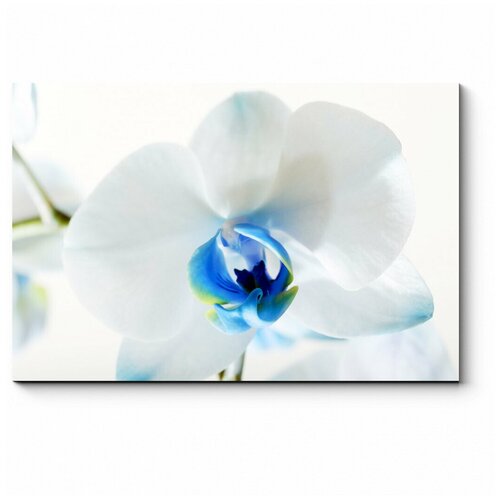 Модульная картина Белая орхидея 40x27