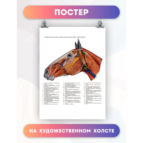 Постер на холсте Анатомия Лошадь 40х60 см