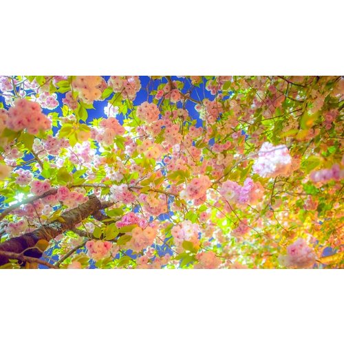 Картина на холсте 110x60 LinxOne "Сакура ветки весна цветение" интерьерная для дома / на стену / на кухню / с подрамником