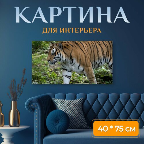 Картина на холсте "Тигр, зоопарк, дикие" на подрамнике 75х40 см. для интерьера
