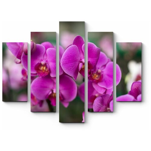 Модульная картина Прекрасные и нежные орхидеи 85x68