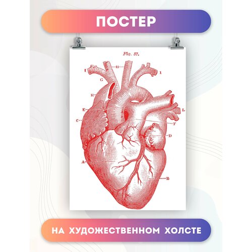 Постер на холсте анатомия сердца биология (2) 60х80 см
