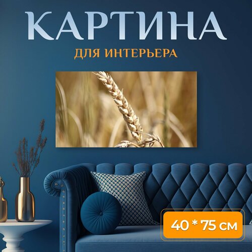 Картина на холсте "Пшеница, зерно, поле" на подрамнике 75х40 см. для интерьера